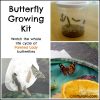 Butterfly Growing Kit - Craftulate